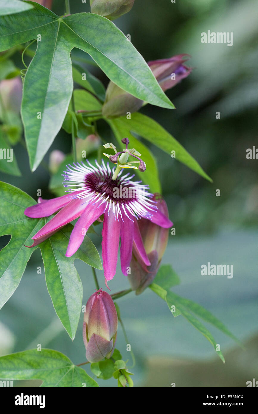Passionflower passionflowers passiflora flower hi-res stock photography ...