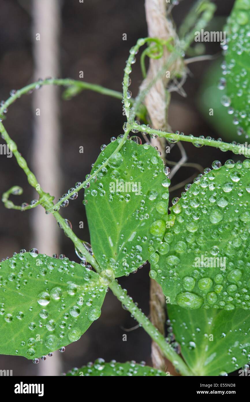 Mist droplets on plants hi-res stock photography and images - Alamy