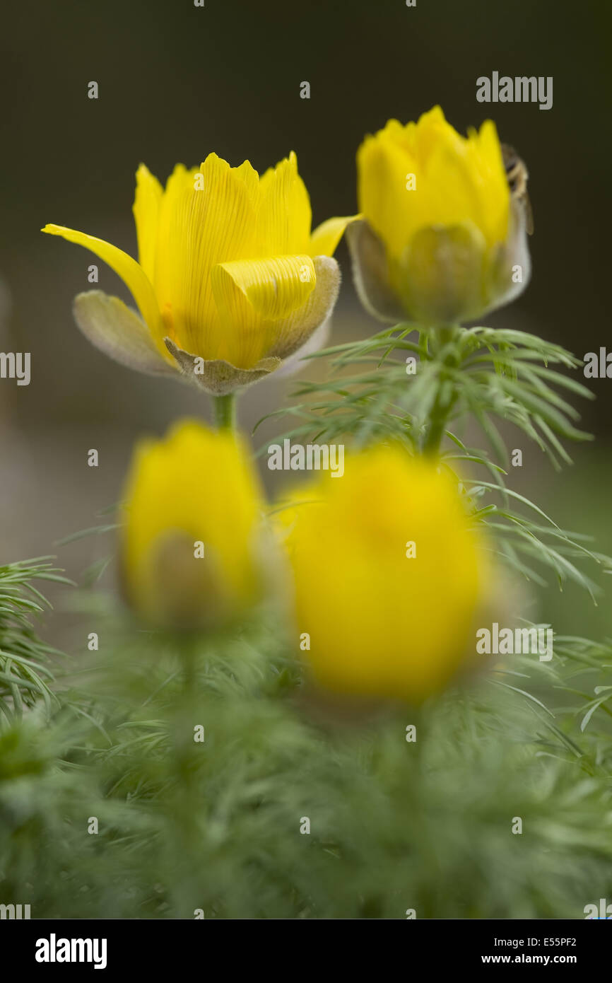 Adonis flowers hi-res stock photography and images - Alamy