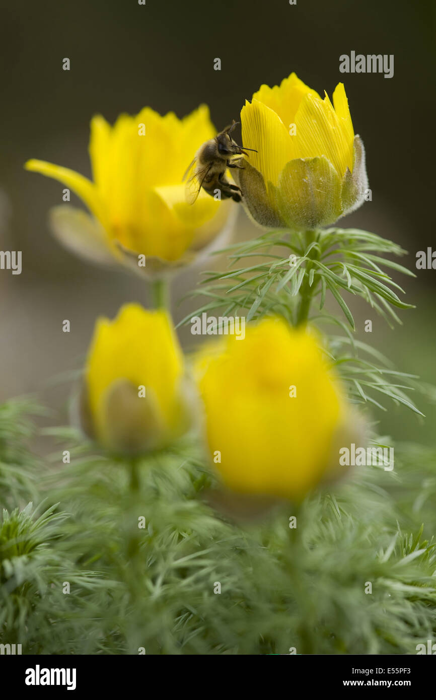 Adonis flowers hi-res stock photography and images - Alamy
