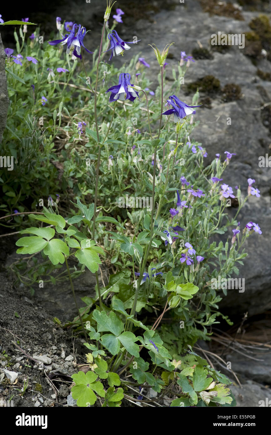 European columbine aquilegia vulgaris hi-res stock photography and ...