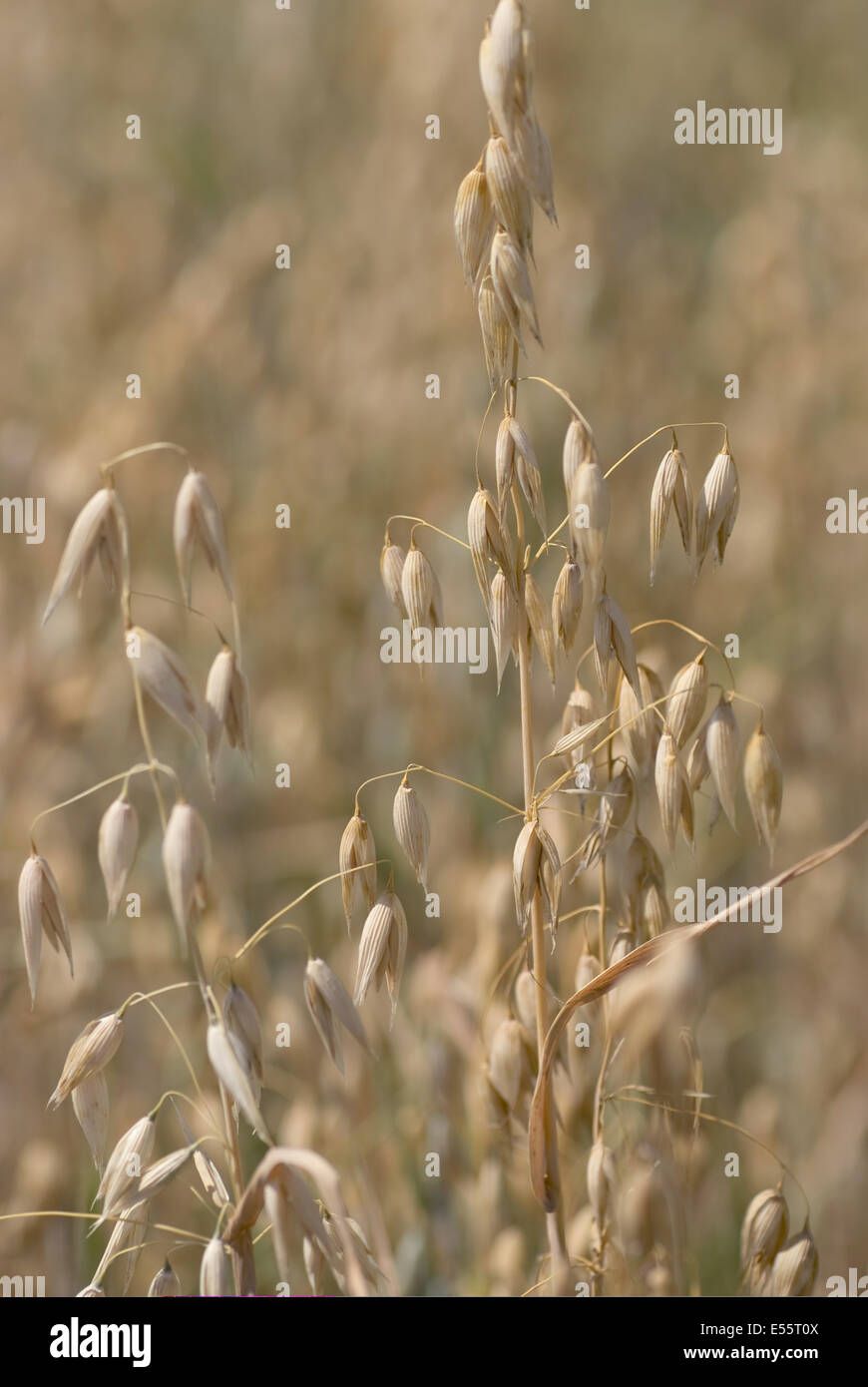 common oat, avena sativa Stock Photo - Alamy