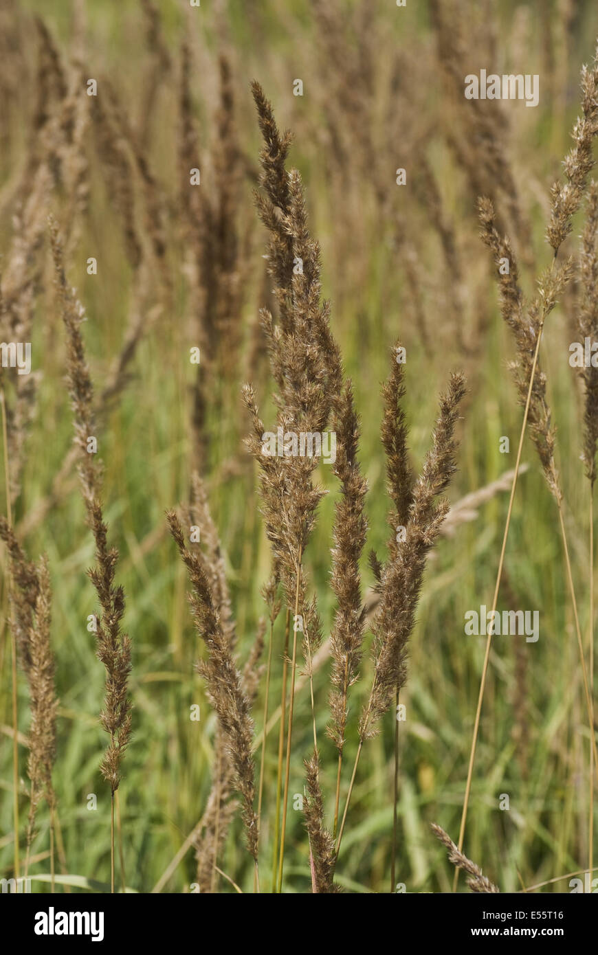 wood small-reed, calamagrostis epigejos Stock Photo - Alamy