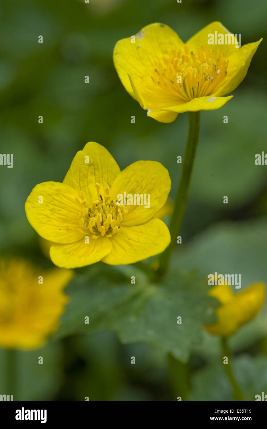 Kingcups High Resolution Stock Photography and Images - Alamy