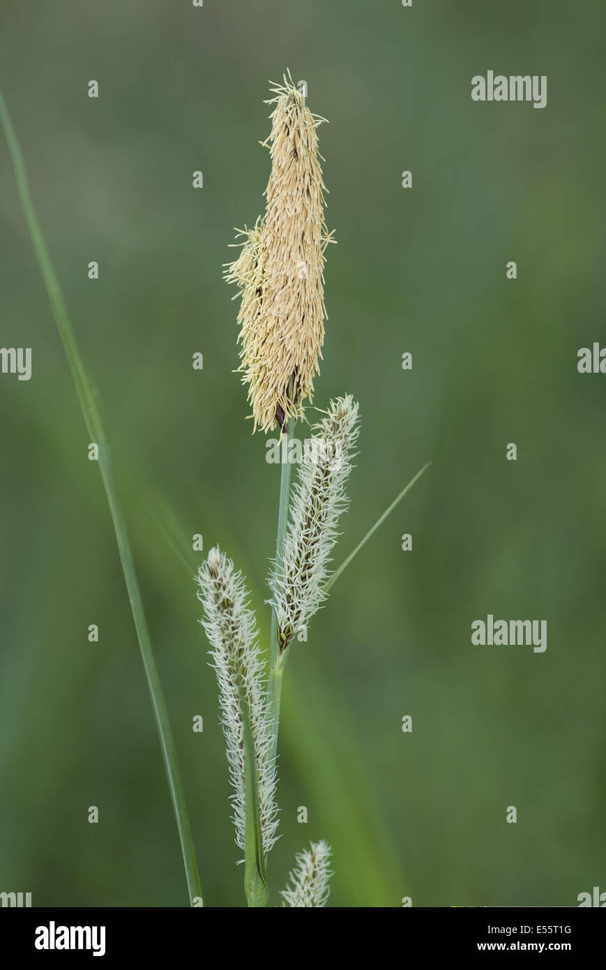 lesser pond sedge, carex acutiformis Stock Photo - Alamy