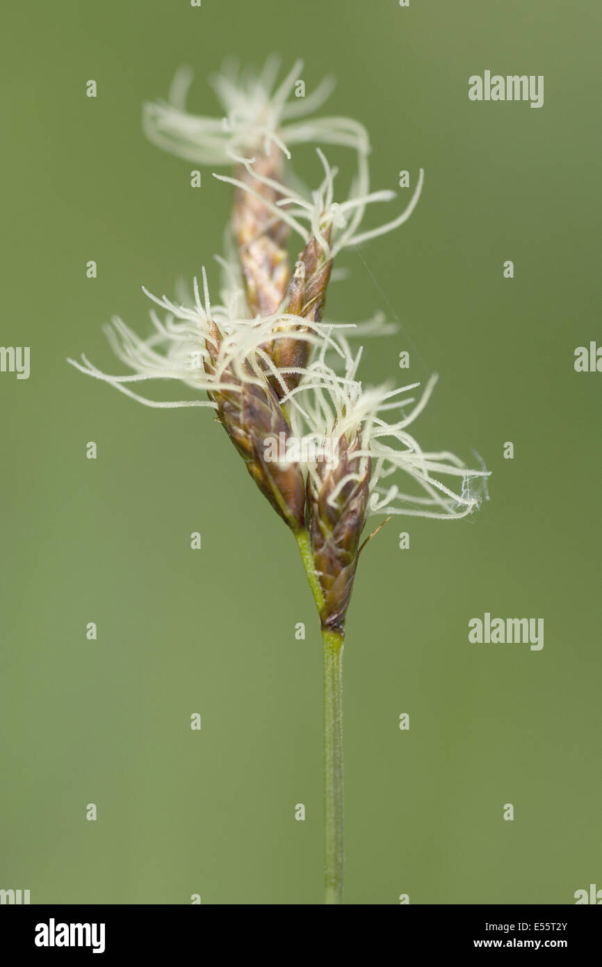carex praecox Stock Photo - Alamy
