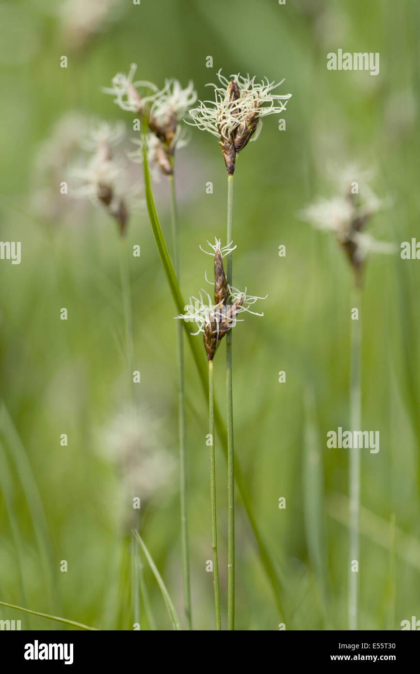 Carex praecox hi-res stock photography and images - Alamy