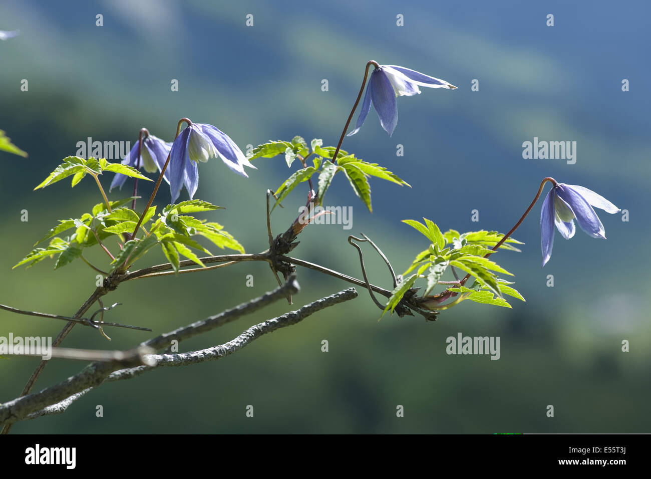 alpine clematis, clematis alpina Stock Photo - Alamy