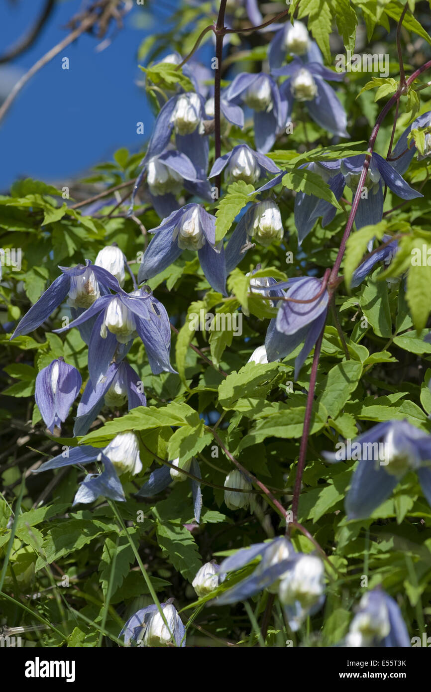 alpine clematis, clematis alpina Stock Photo - Alamy