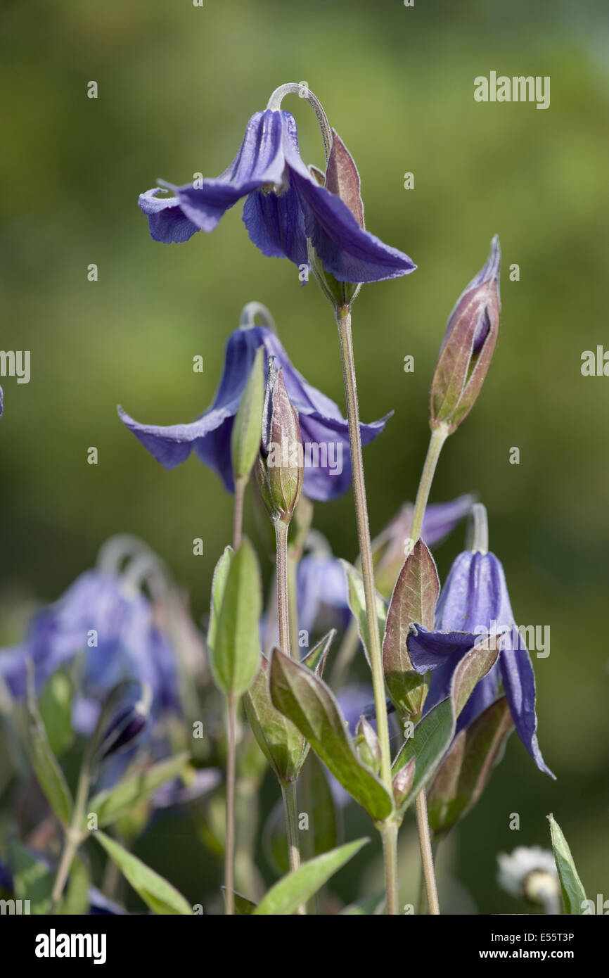 Clematis integrifolia hi-res stock photography and images - Alamy