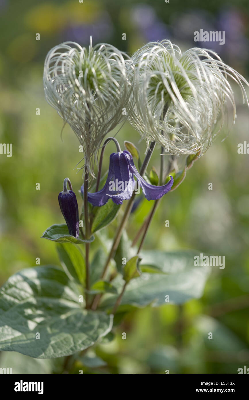 Clematis integrifolia hi-res stock photography and images - Alamy