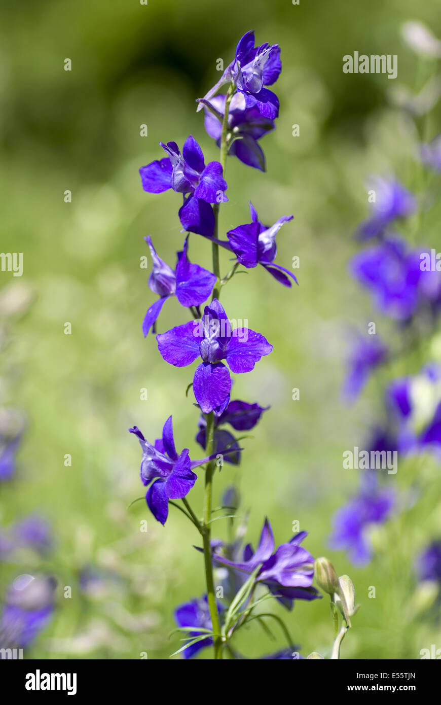 Consolida ajacis hi-res stock photography and images - Alamy