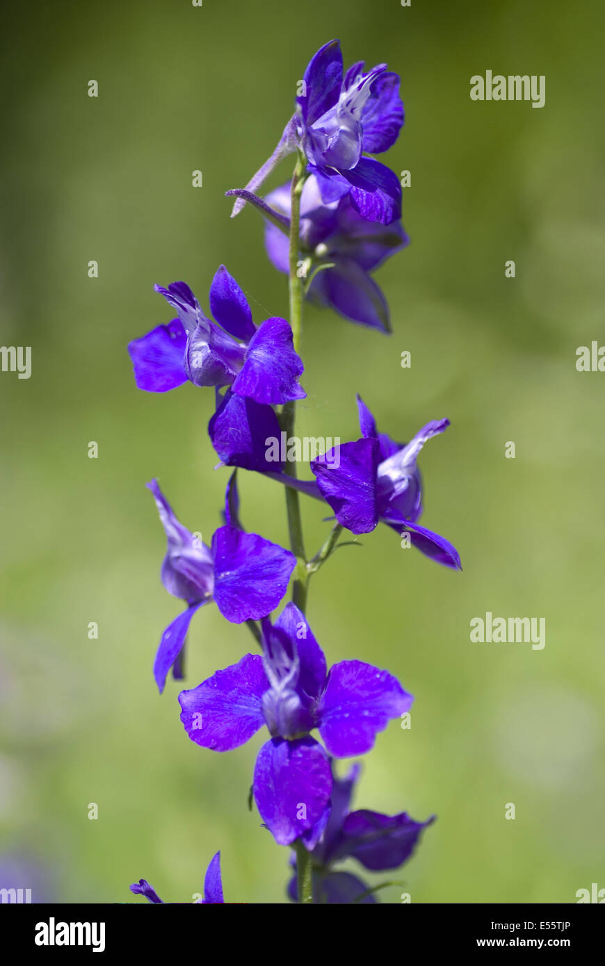 Rocket larkspur consolida ajacis hi-res stock photography and images ...