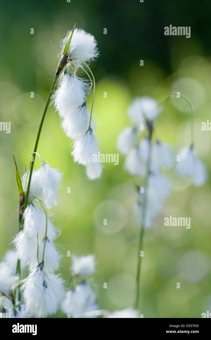 Cotton grass weed hi-res stock photography and images - Alamy