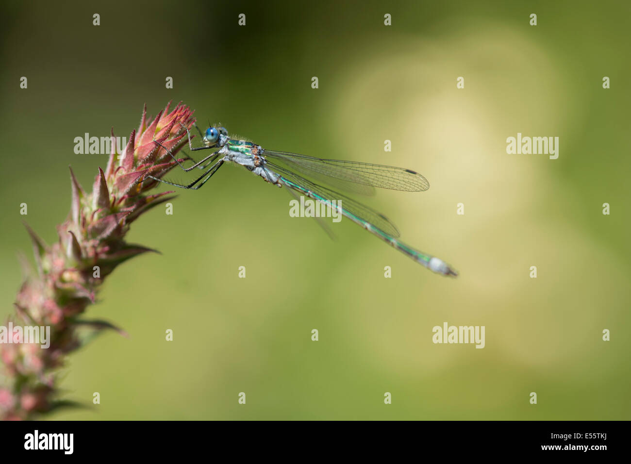 An Emerald Damselfly, Lestes Sponsa, resting on a flower stem at ...