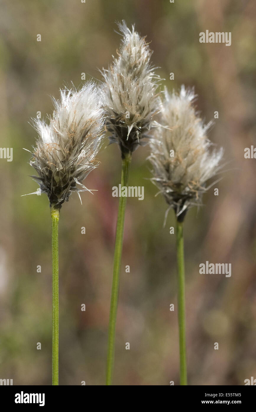 hare's-tail cottongrass, eriophorum vaginatum Stock Photo - Alamy
