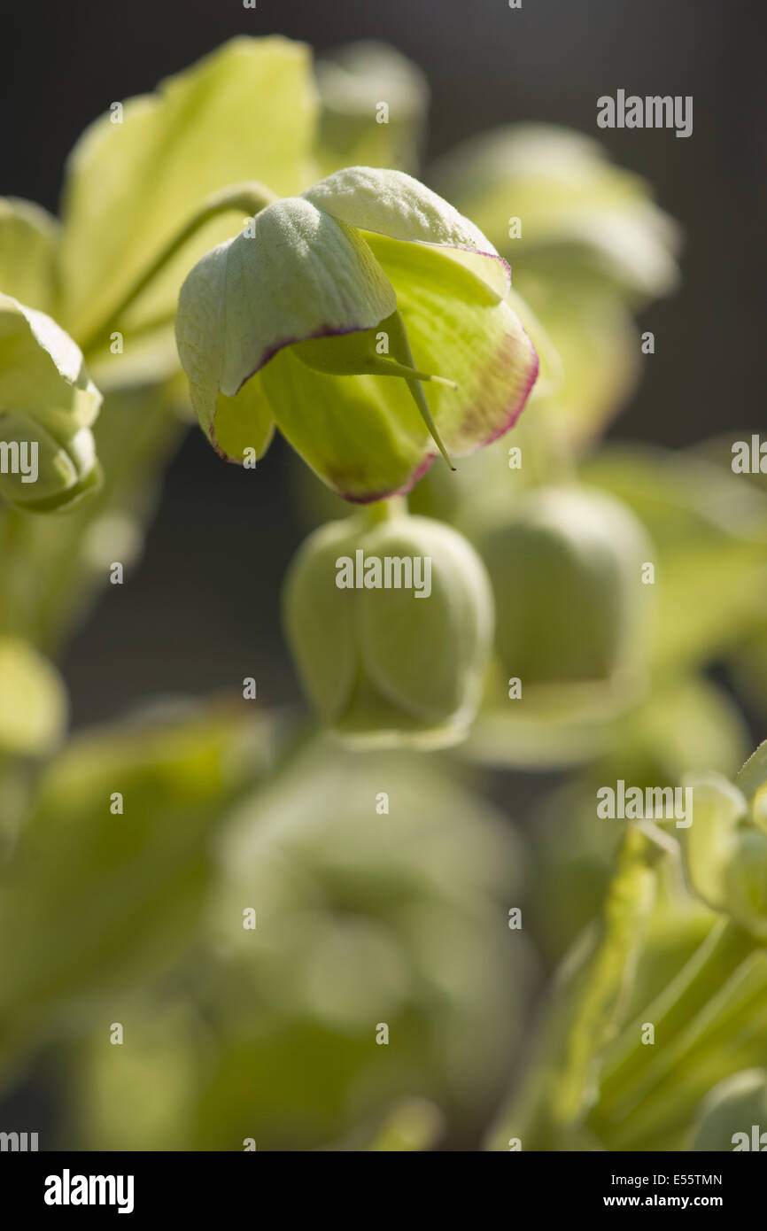 stinking hellebore, helleborus foetidus Stock Photo - Alamy