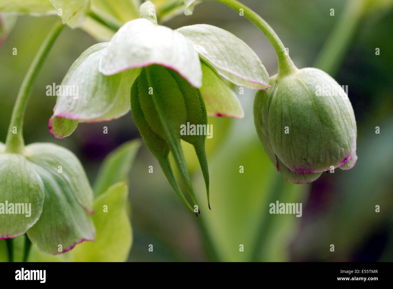 stinking hellebore, helleborus foetidus Stock Photo - Alamy