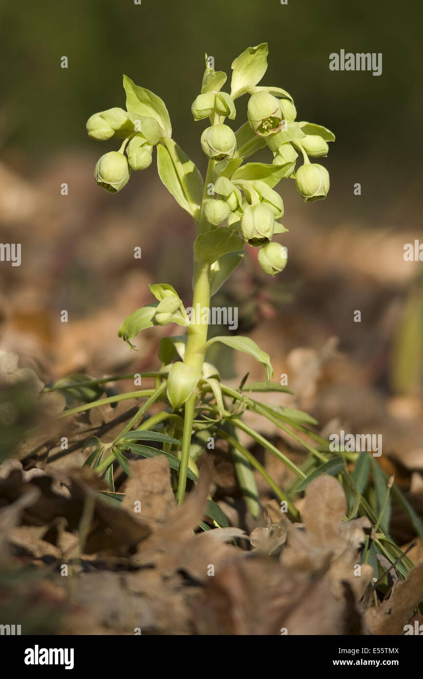 stinking hellebore, helleborus foetidus Stock Photo - Alamy