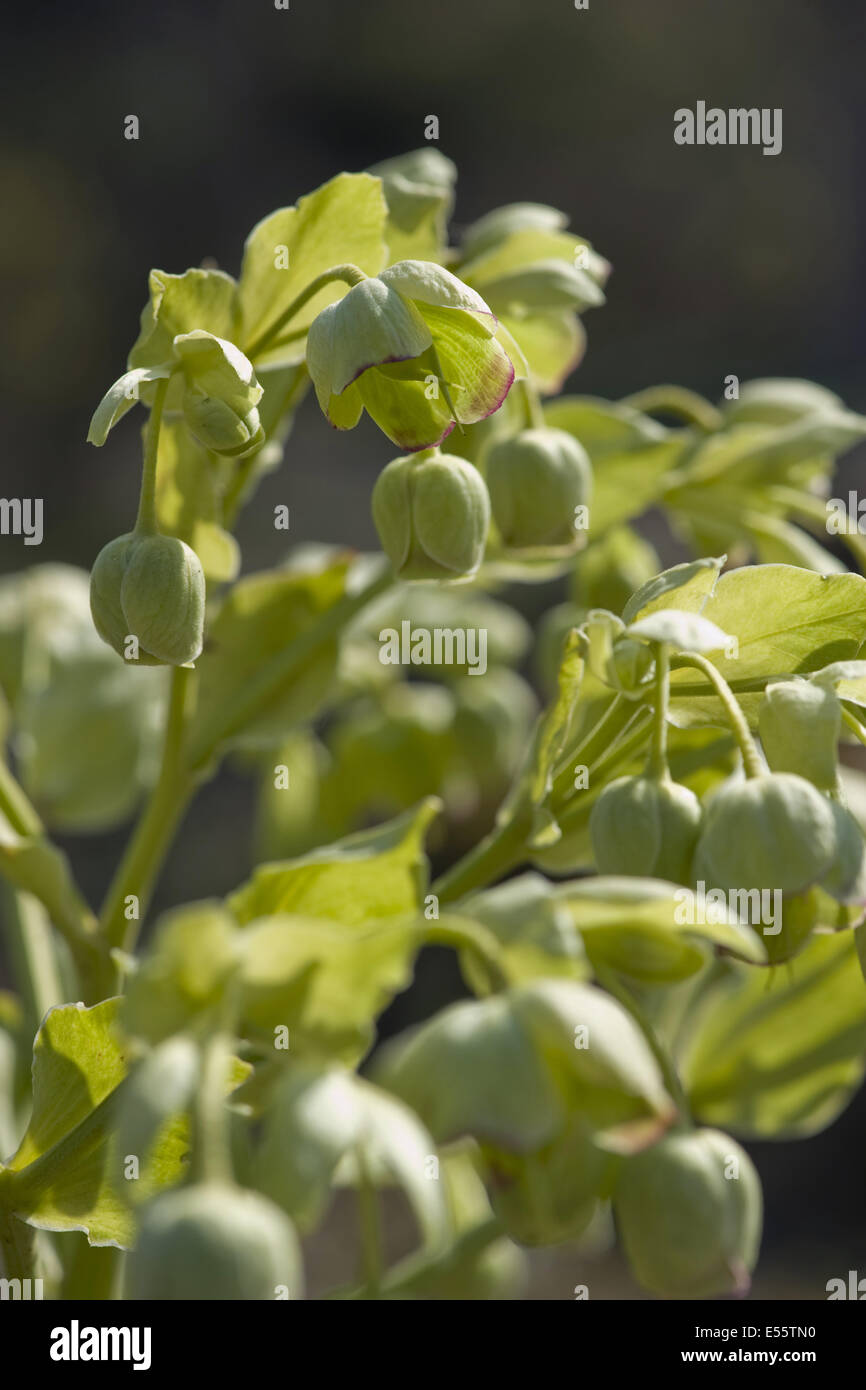Stinking hellebore hi-res stock photography and images - Alamy