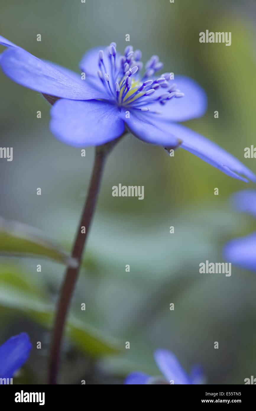 Hepatica High Resolution Stock Photography and Images - Alamy