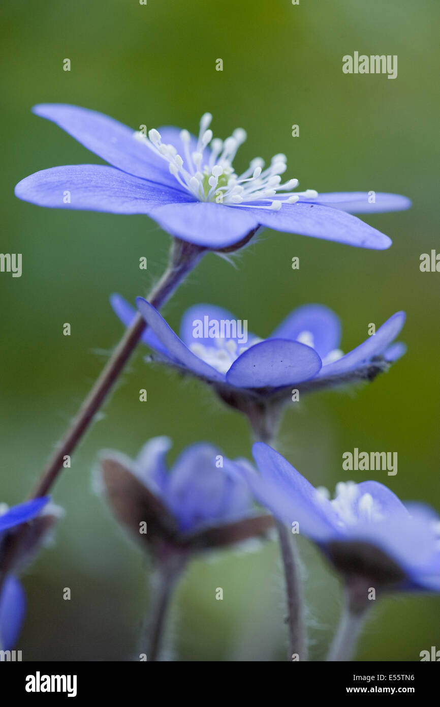 Hepatica High Resolution Stock Photography and Images - Alamy