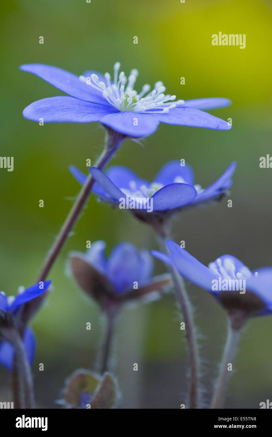 Hepatica hi-res stock photography and images - Alamy