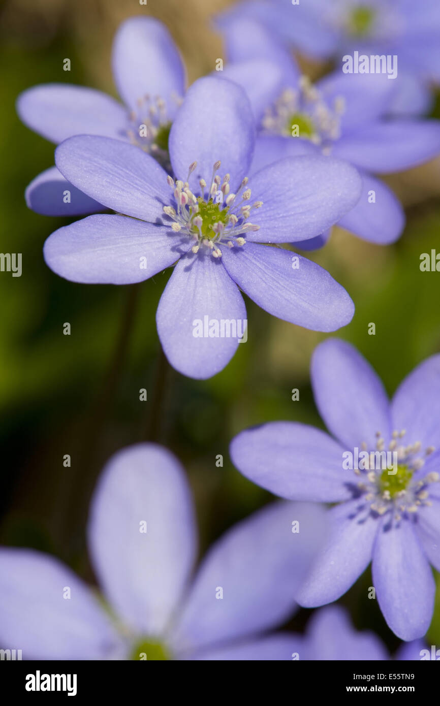 common hepatica, hepatica nobilis Stock Photo - Alamy