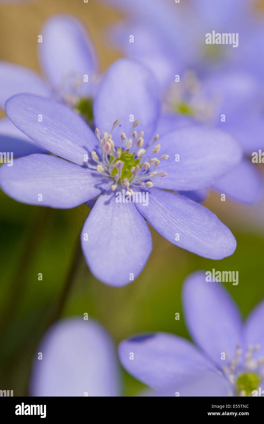Hepatica hi-res stock photography and images - Alamy