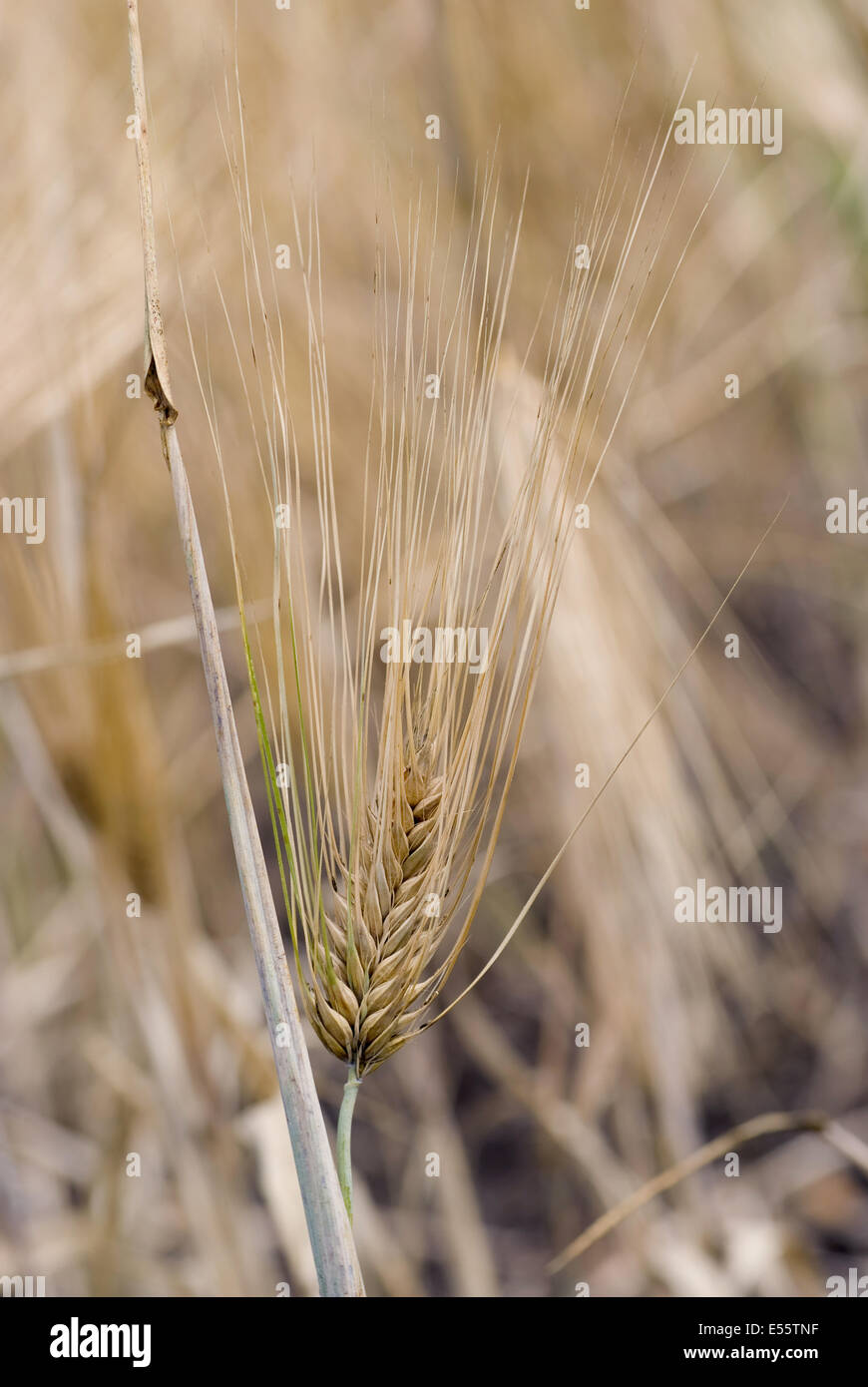 Barley seed heads hi-res stock photography and images - Alamy