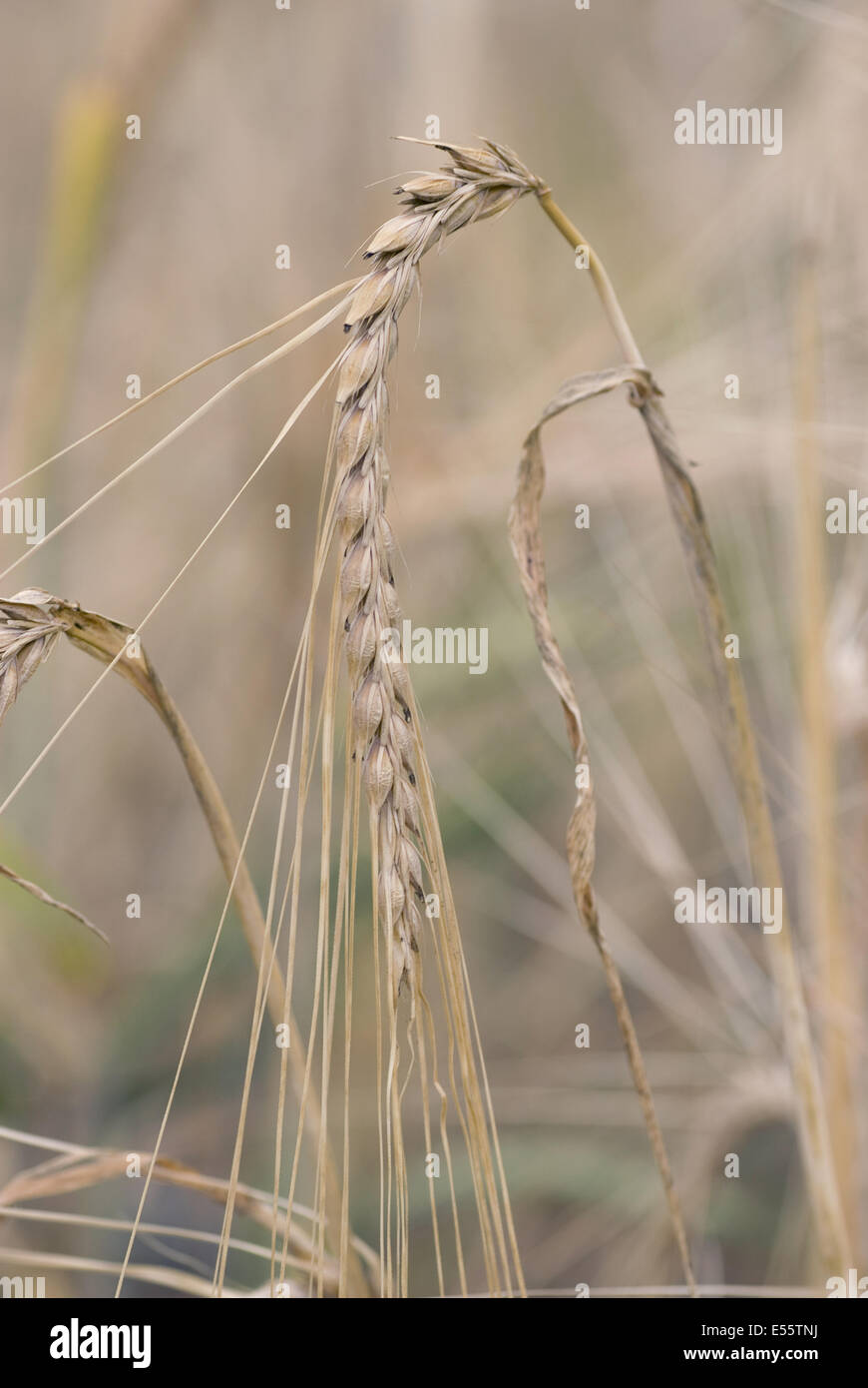Barley Weeds High Resolution Stock Photography and Images - Alamy