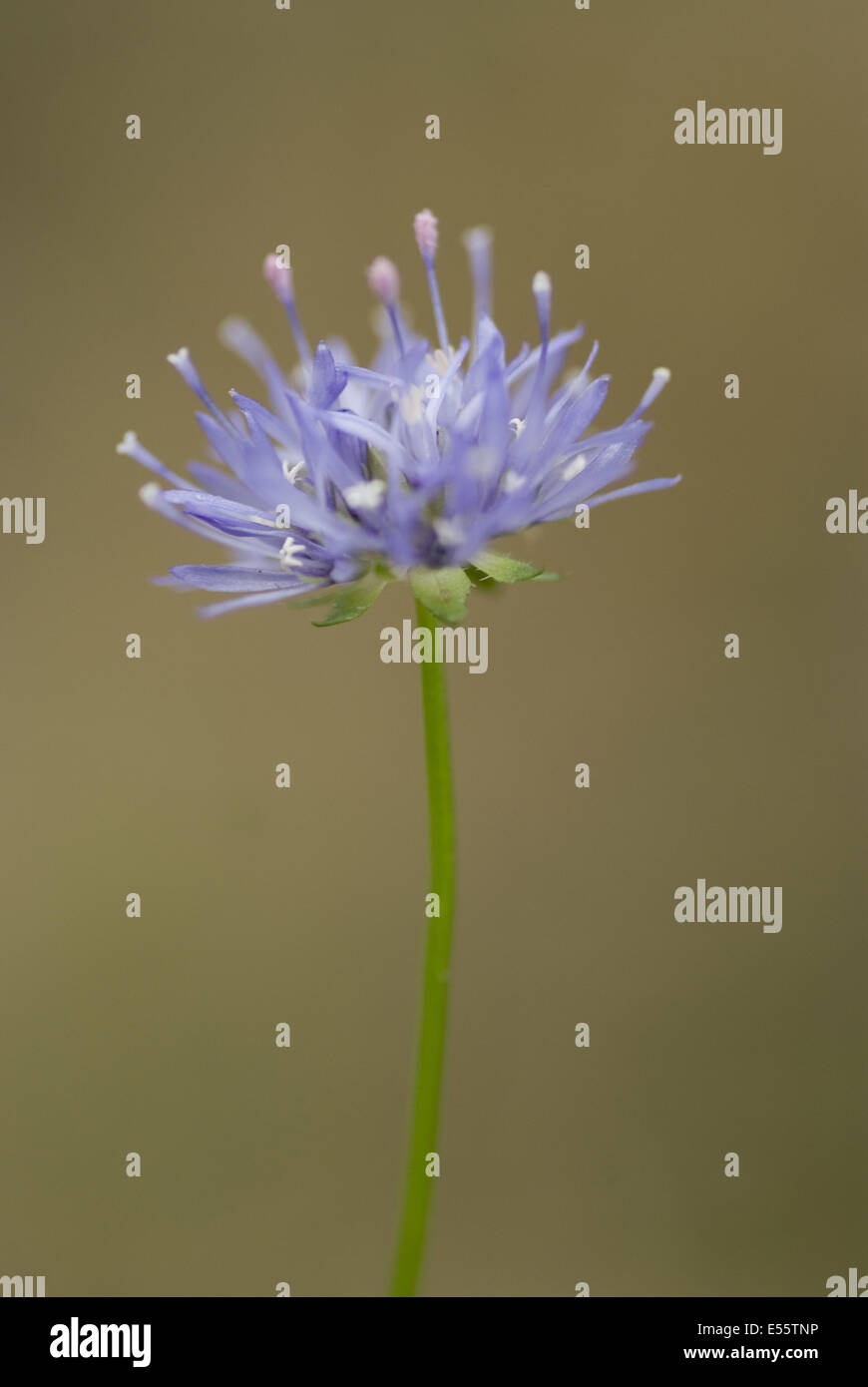 sheep's bit scabious, jasione montana Stock Photo - Alamy