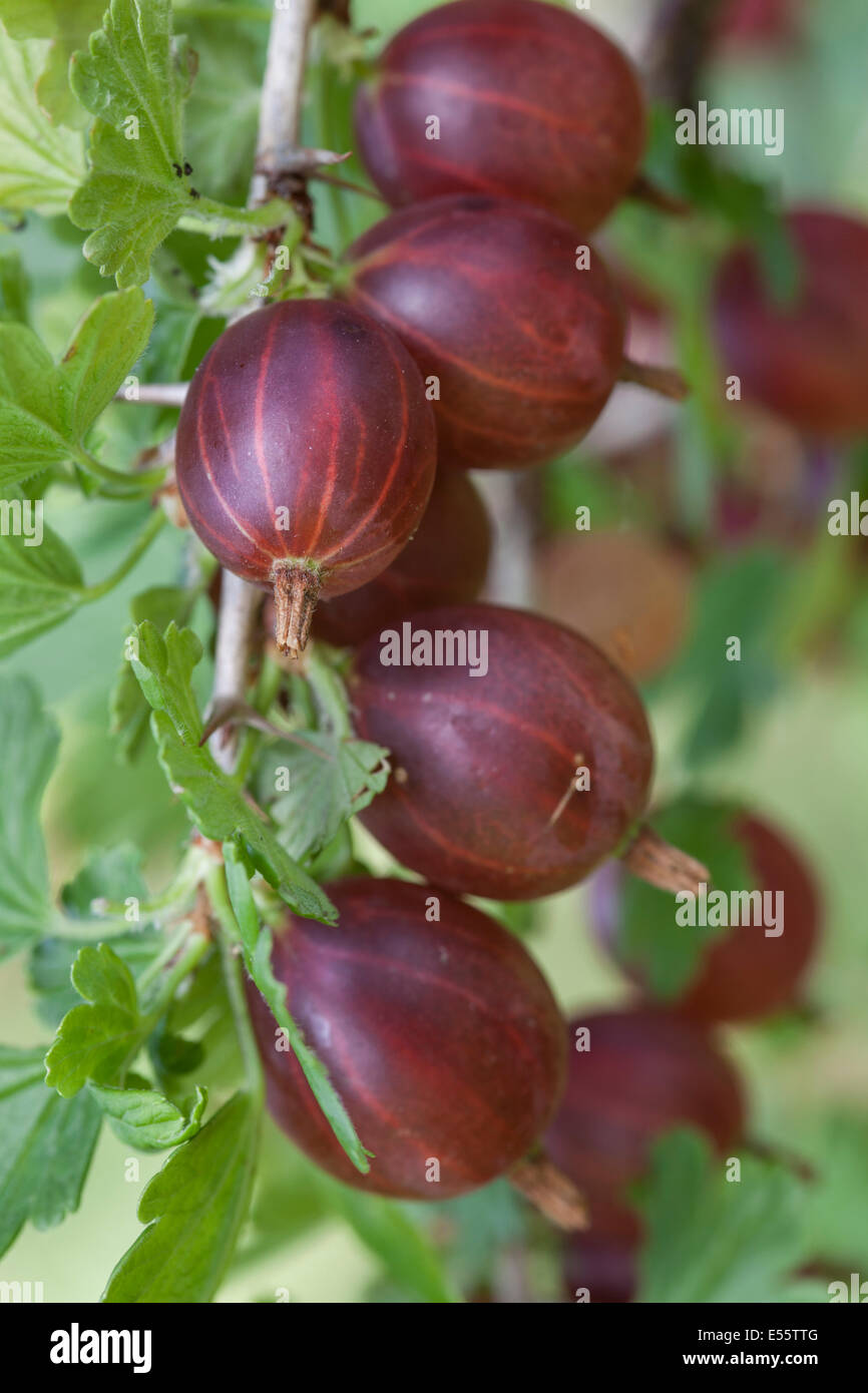 Branch of purple ripe gooseberries Stock Photo - Alamy