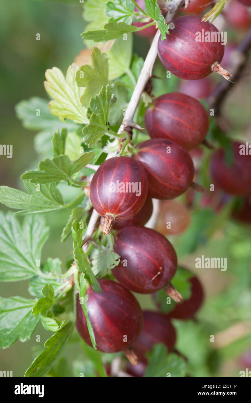 Branch of purple ripe gooseberries Stock Photo - Alamy