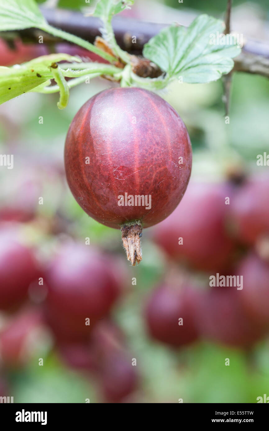 Single purple gooseberry Stock Photo - Alamy
