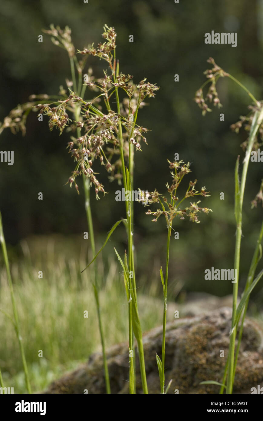 Luzula lutea hi-res stock photography and images - Alamy