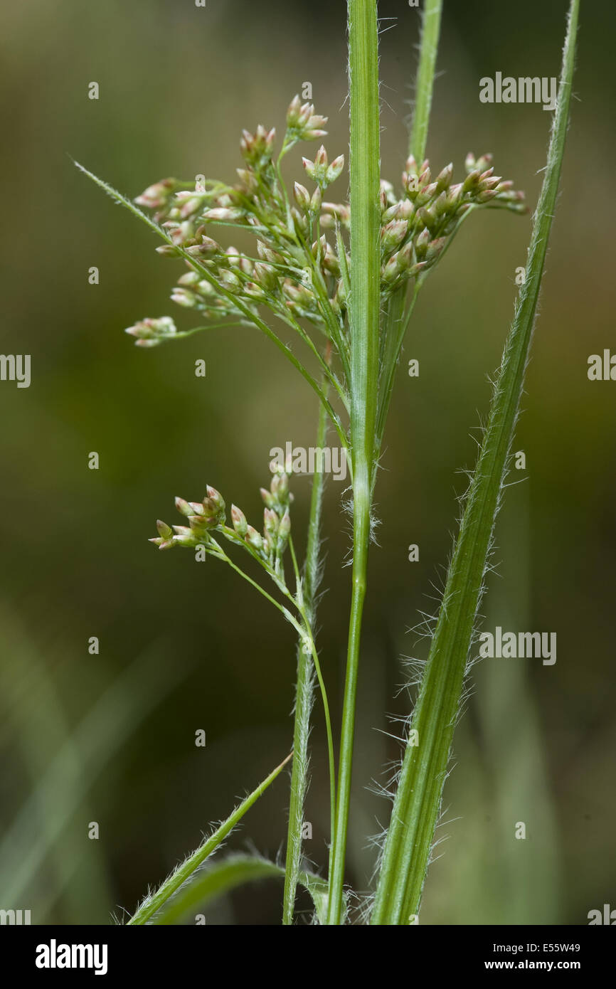 white wood-rush, luzula luzoloides Stock Photo - Alamy