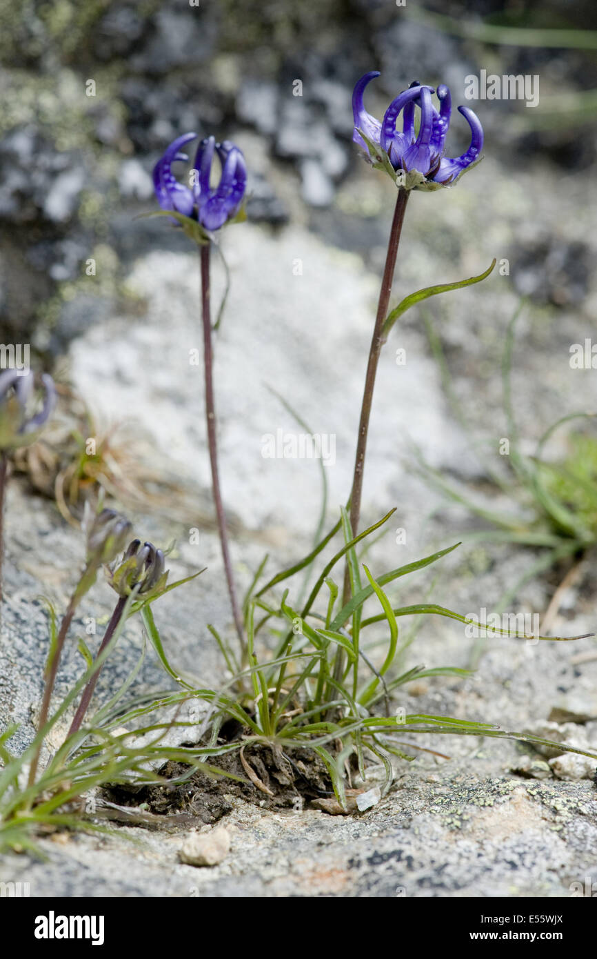 Rampions hi-res stock photography and images - Alamy