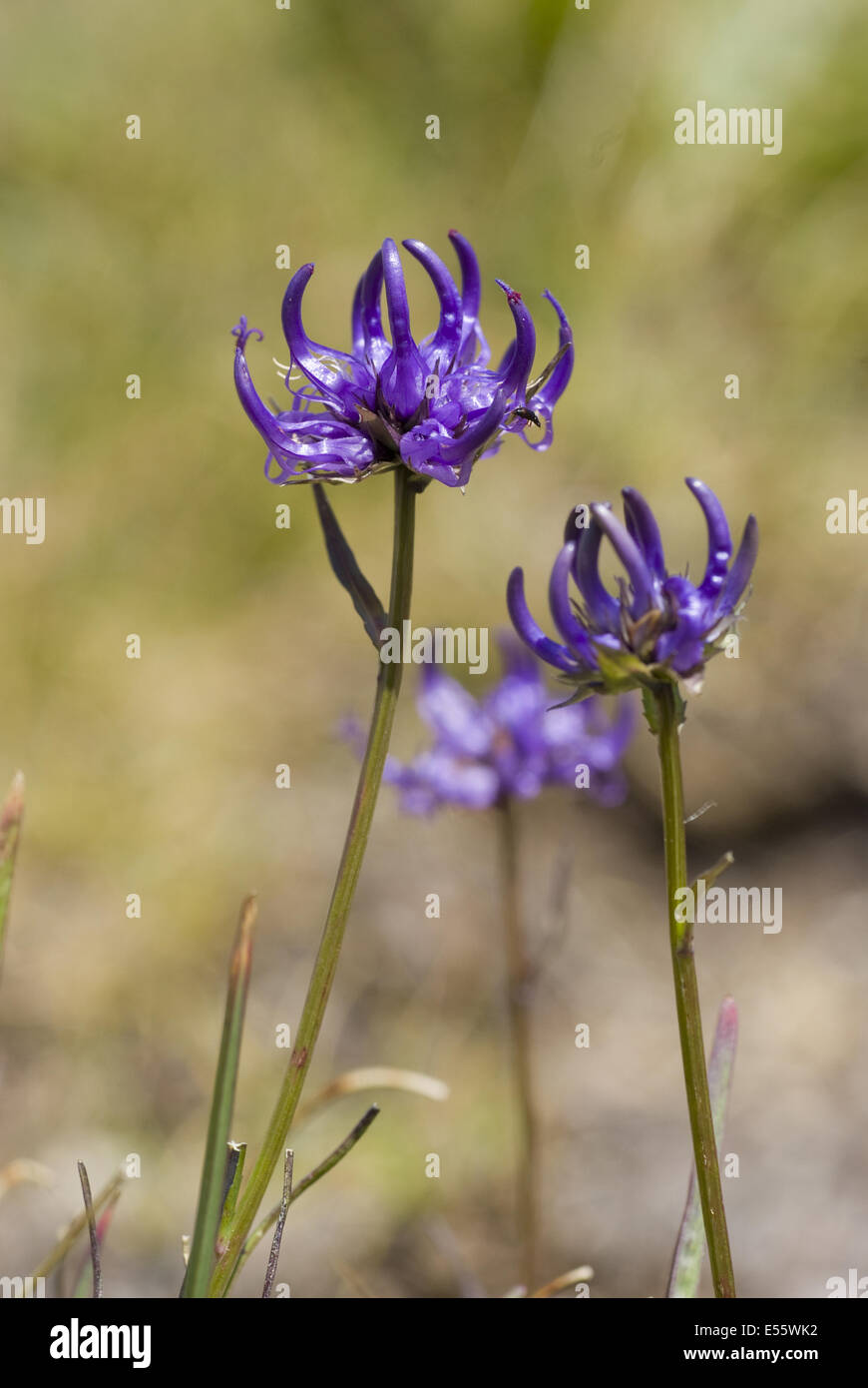 Rampions hi-res stock photography and images - Alamy