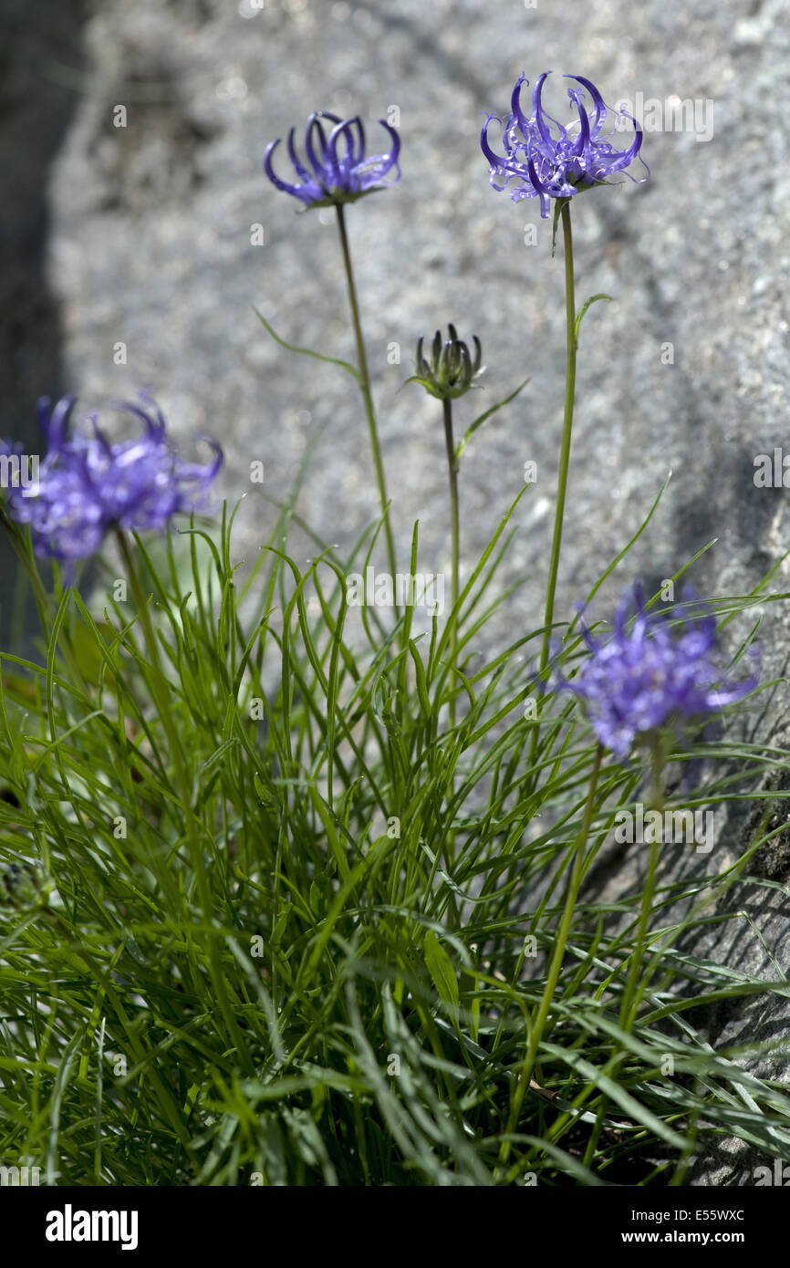 Rampions hi-res stock photography and images - Alamy