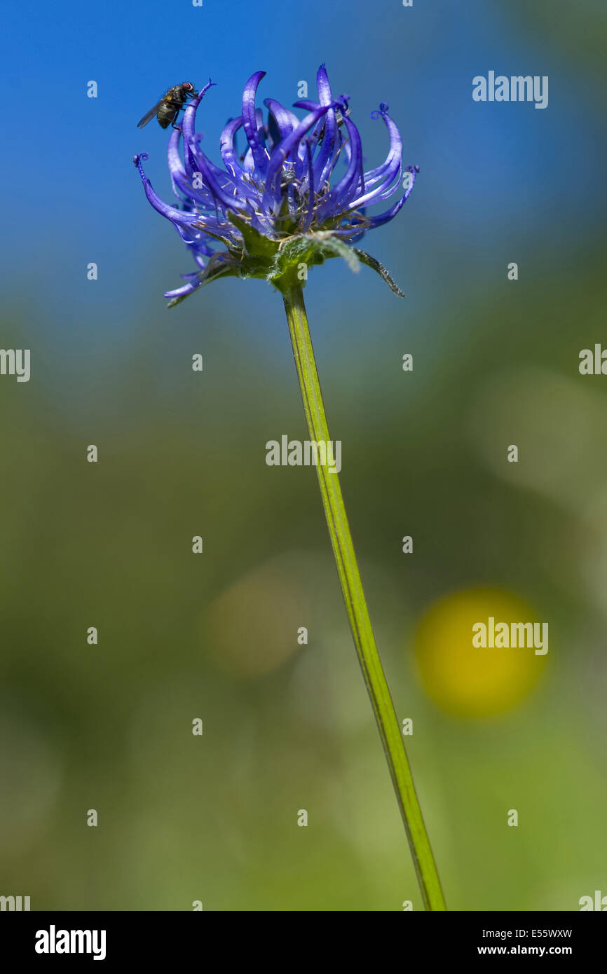 round-headed rampion, phyteuma orbiculare Stock Photo - Alamy