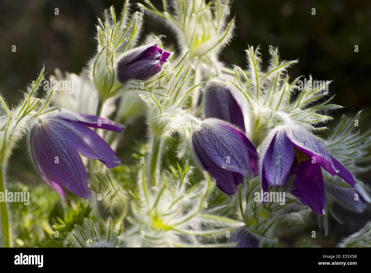 haller's pasqueflower, pulsatilla halleri Stock Photo - Alamy