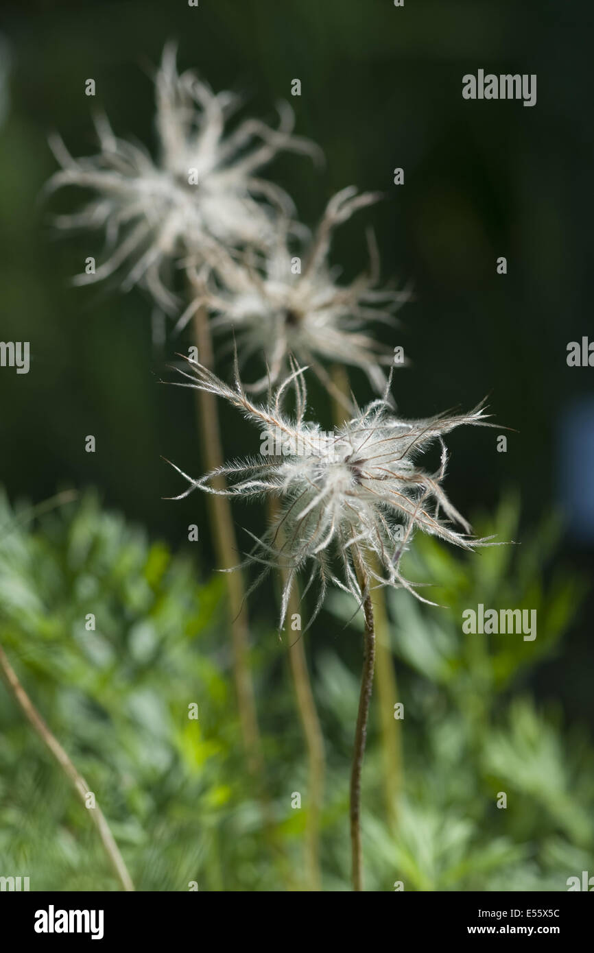 Pulsatilla halleri ssp styriaca hi-res stock photography and images - Alamy
