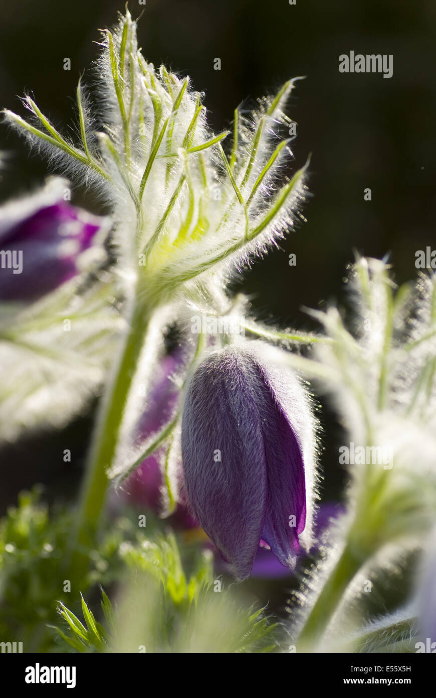 Hallers hi-res stock photography and images - Alamy