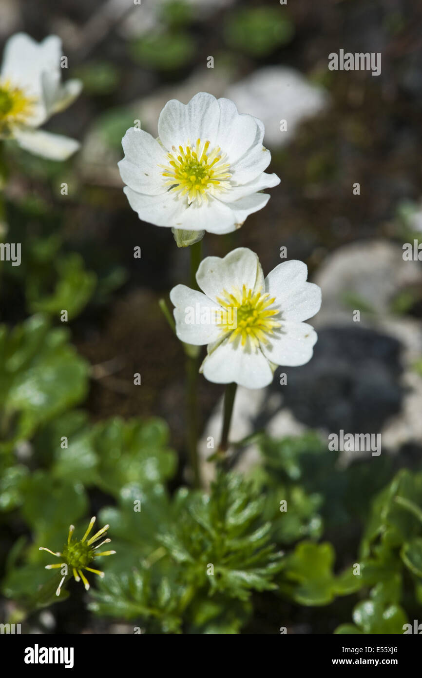 alpine buttercup, ranunculus alpestris Stock Photo - Alamy