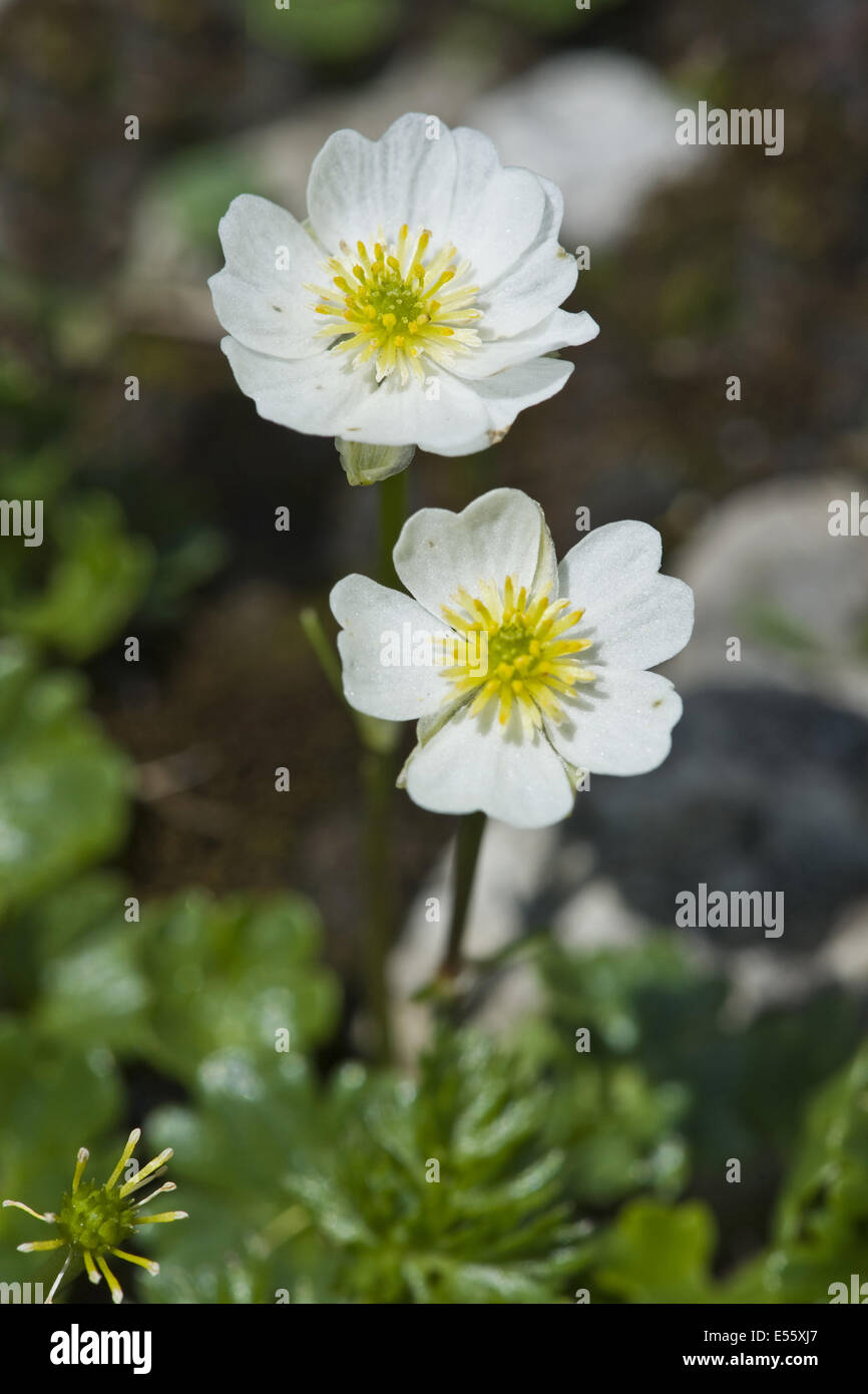 alpine buttercup, ranunculus alpestris Stock Photo - Alamy