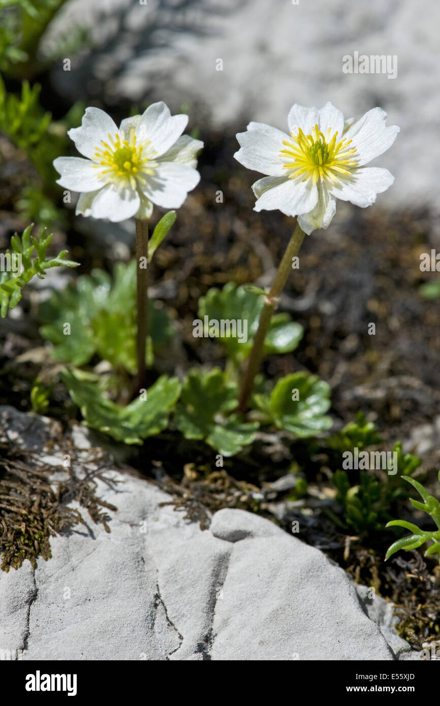 Alpine buttercup hi-res stock photography and images - Alamy