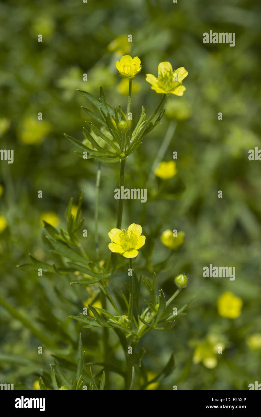 Corn Buttercup Ranunculus High Resolution Stock Photography and Images ...
