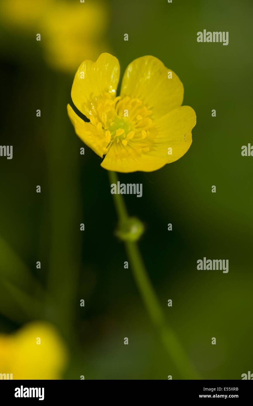 woolly buttercup, ranunculus lanuginosus Stock Photo - Alamy