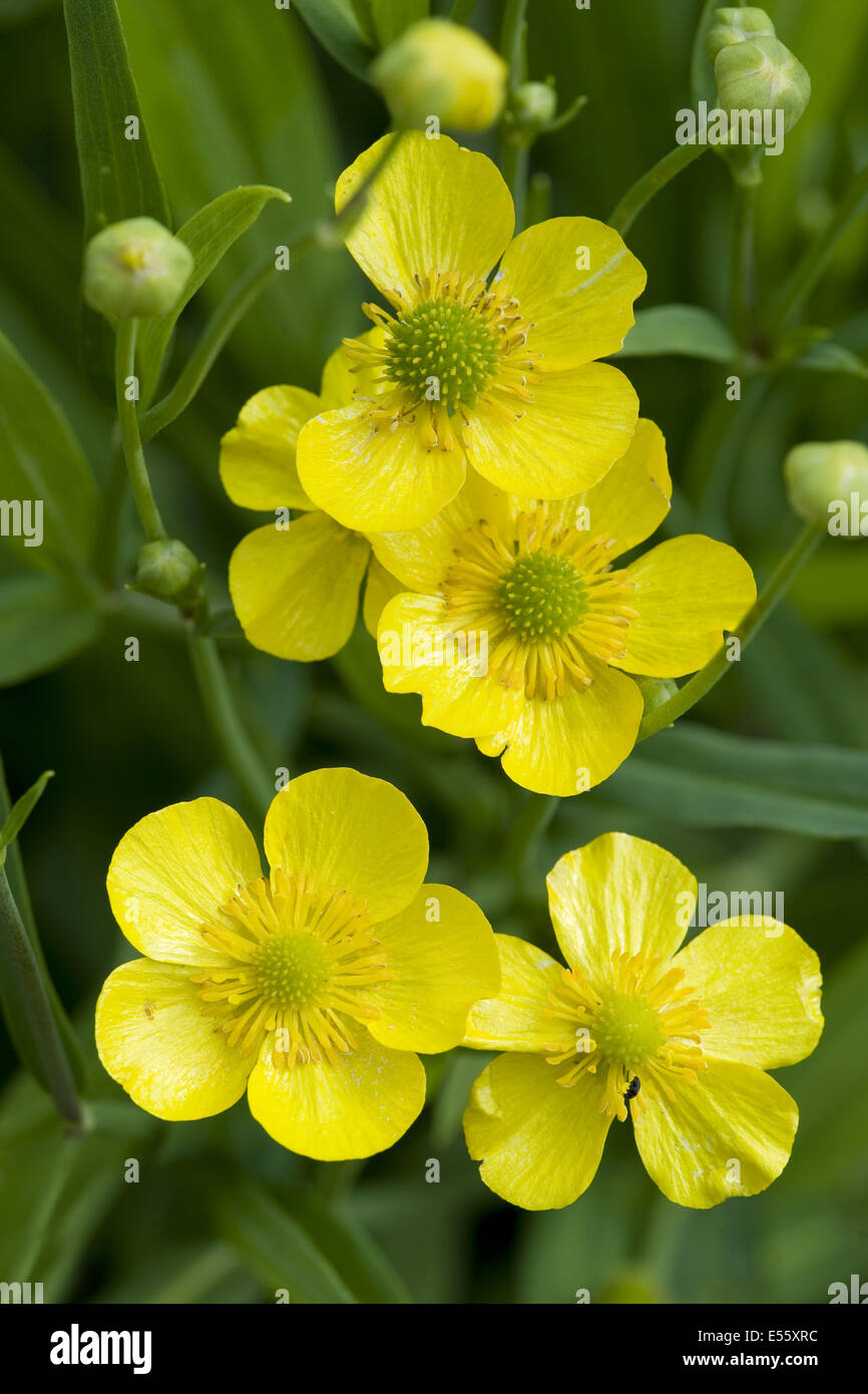 Ranunculus weed hi-res stock photography and images - Alamy